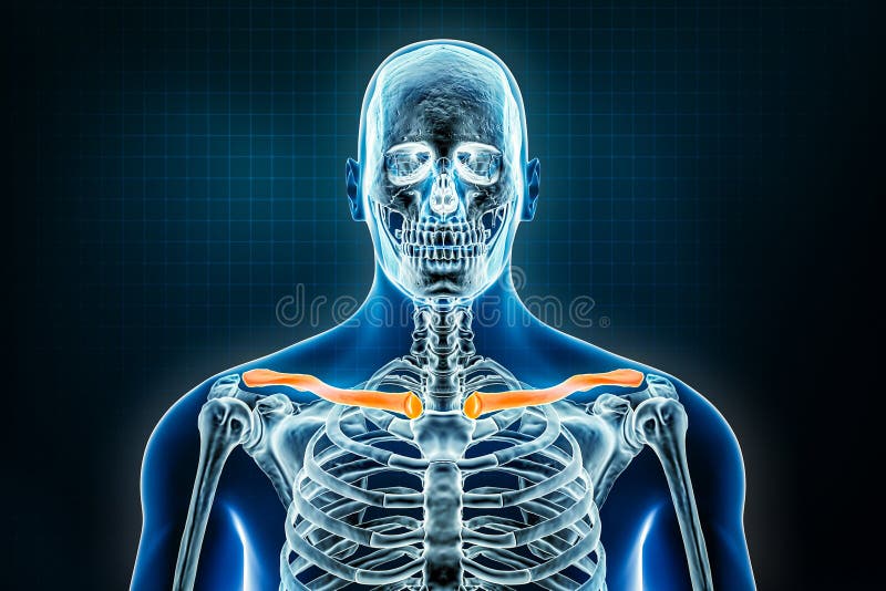 Clavicle or Collar Bone X-ray Front or Anterior View. Osteology of the ...
