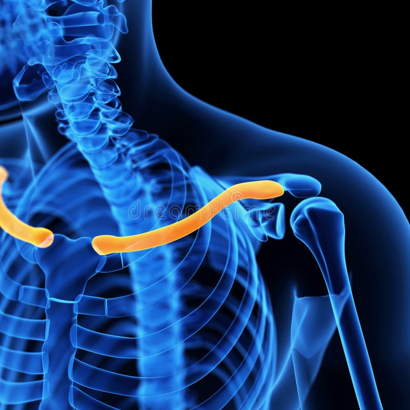 The clavicle stock illustration. Illustration of anatomy - 45382068