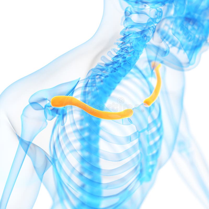 The clavicle stock illustration. Illustration of artwork - 45574228