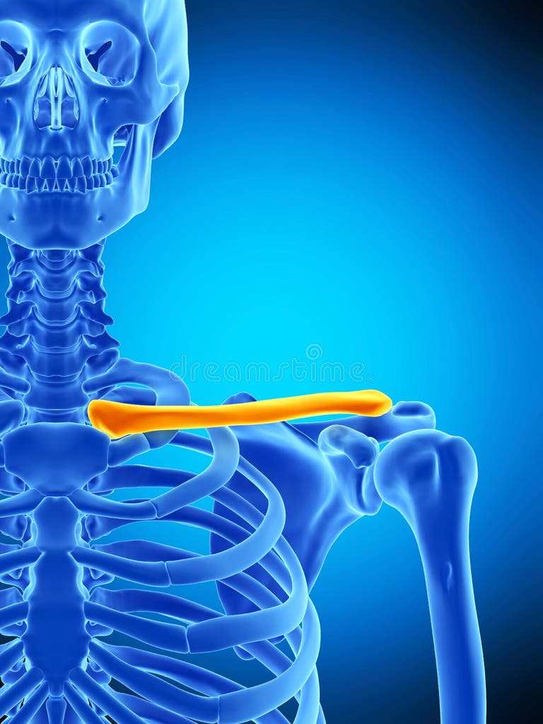 Clavicle Stock Illustrations – 4,058 Clavicle Stock Illustrations ...