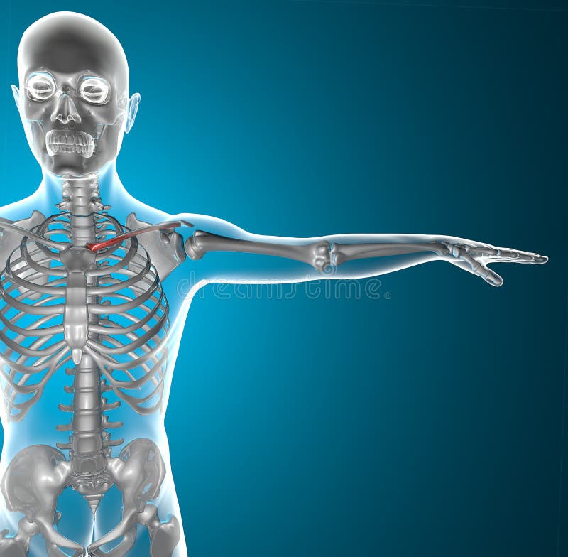 Clavicle x-ray skeleton stock illustration. Illustration of luminosity ...