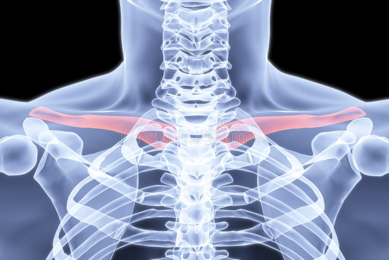 Clavicule illustration stock. Illustration du partie - 16530953