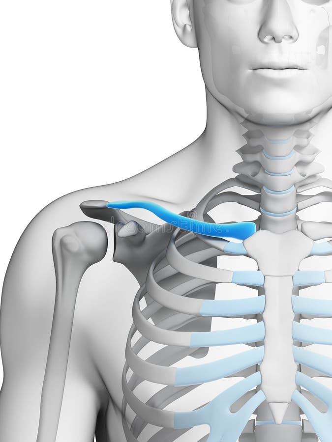 Clavicule accentuée illustration stock. Illustration du squelette ...
