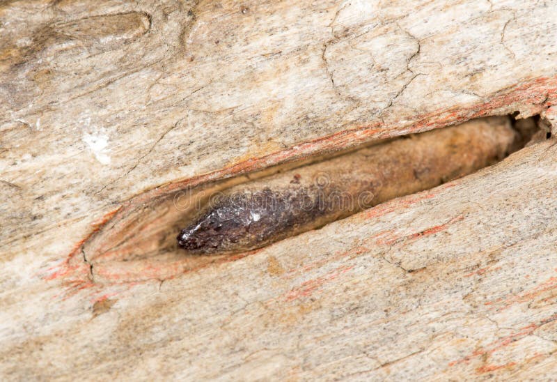 Clavo oxidado viejo Primer foto de archivo. Imagen de forma - 101025844