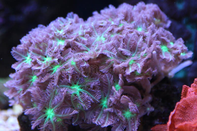 Clavularia glove polyps stock image. Image of store, glove - 78230943