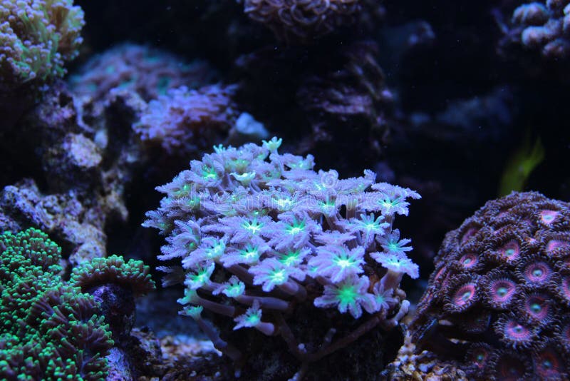 Clavularia glove polyps stock image. Image of photographs - 89629933