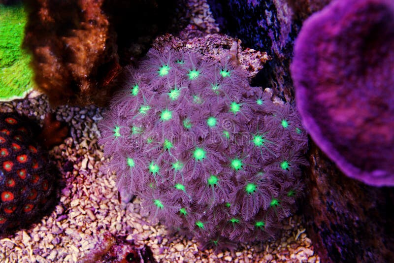 Clavularia glove polyps stock image. Image of closeup - 90215727