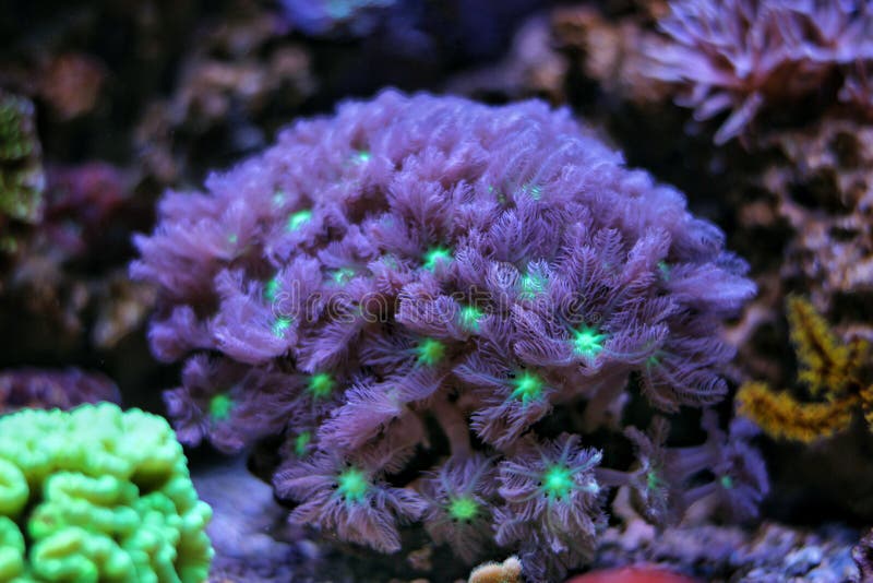 Clavularia glove polyps stock image. Image of female - 91079283