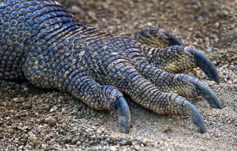 3,961 Claw Scratch Stock Photos - Free & Royalty-Free Stock Photos from ...