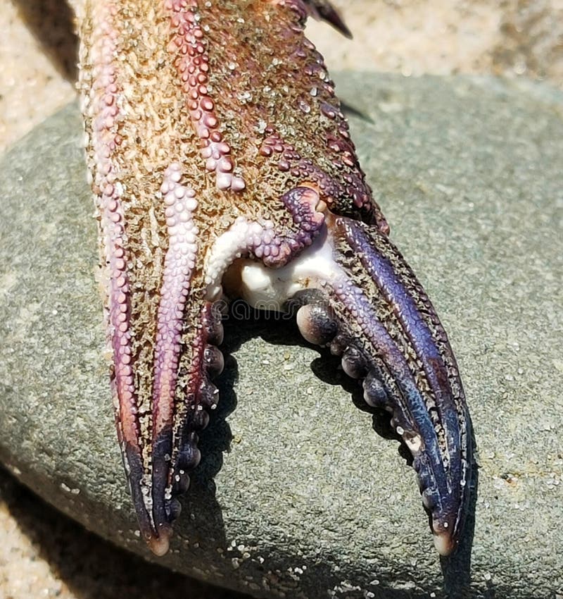 Claw stock photo. Image of ideas, claws, composition - 236102194