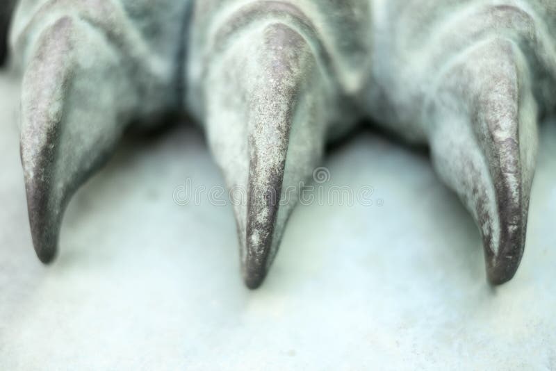 Claw stock image. Image of slash, talon, devils, thailand - 65721587