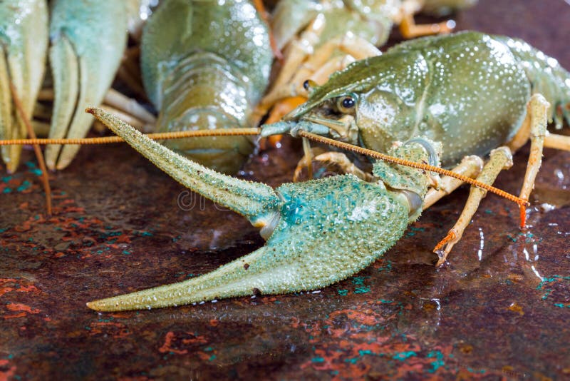 Claw crayfish closeup stock photo. Image of water, life - 47457010