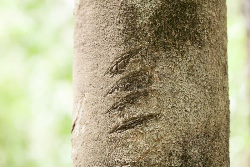 Claws Scratches Stock Photos - Download 243 Royalty Free Photos