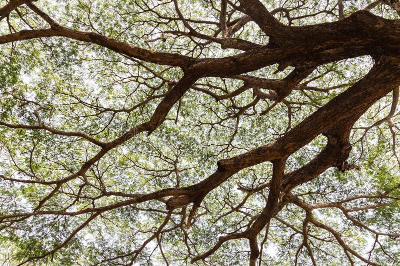 The Claw Tree stock image. Image of aged, spread, claw - 72393975