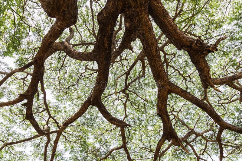 The Claw Tree stock photo. Image of shape, detail, natural - 72394106