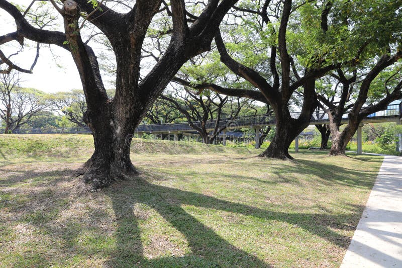 Claw Tree Trunk on Green Grass Field in the Park Stock Image - Image of ...