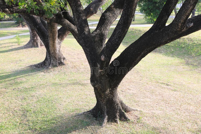 Claw Tree Trunk on Green Grass Field. Stock Photo - Image of wood ...