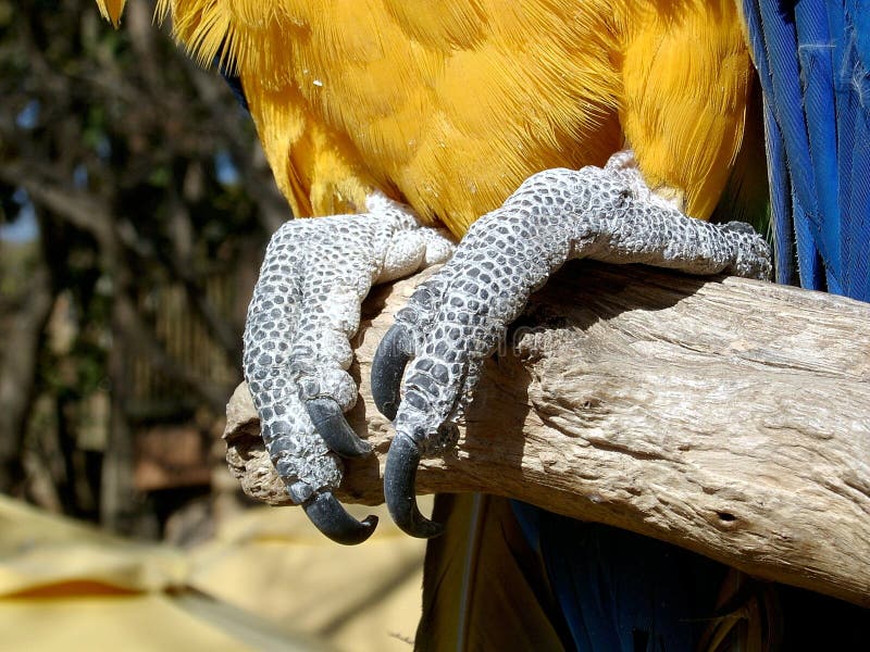 Claws stock image. Image of hurt, feathers, pain, nuts, claws - 26927