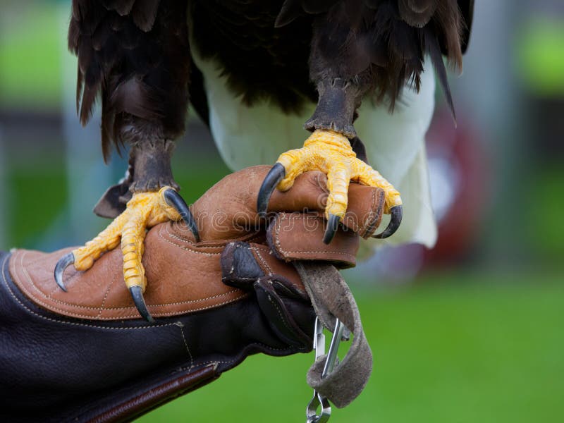 Eagle claws stock image. Image of sitting, wild, claw - 31082855