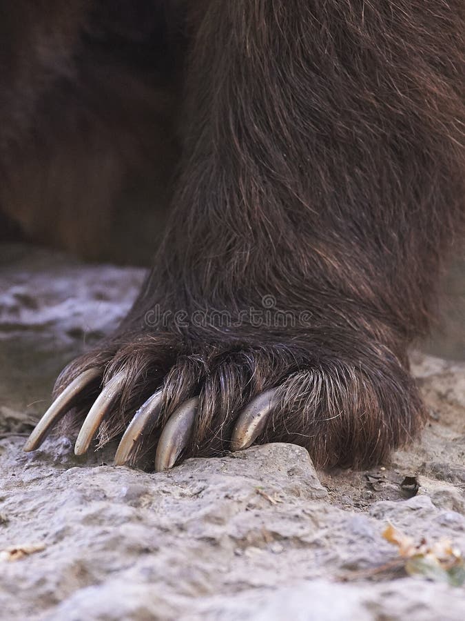 Claws of a bear stock photo. Image of vigorously, symbol - 66999420