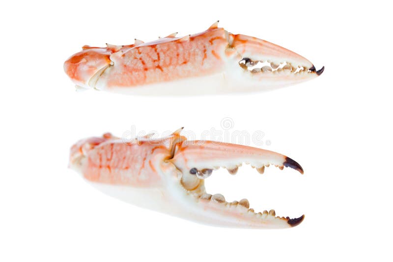 Claws of Blue Crab,isolated on White Background Stock Image - Image of ...