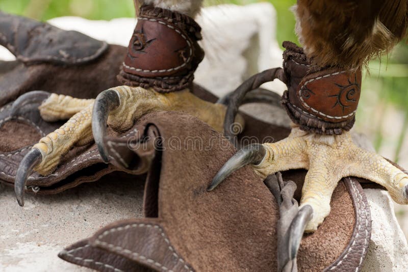 Claws of an eagle stock image. Image of nature, noble - 27223907