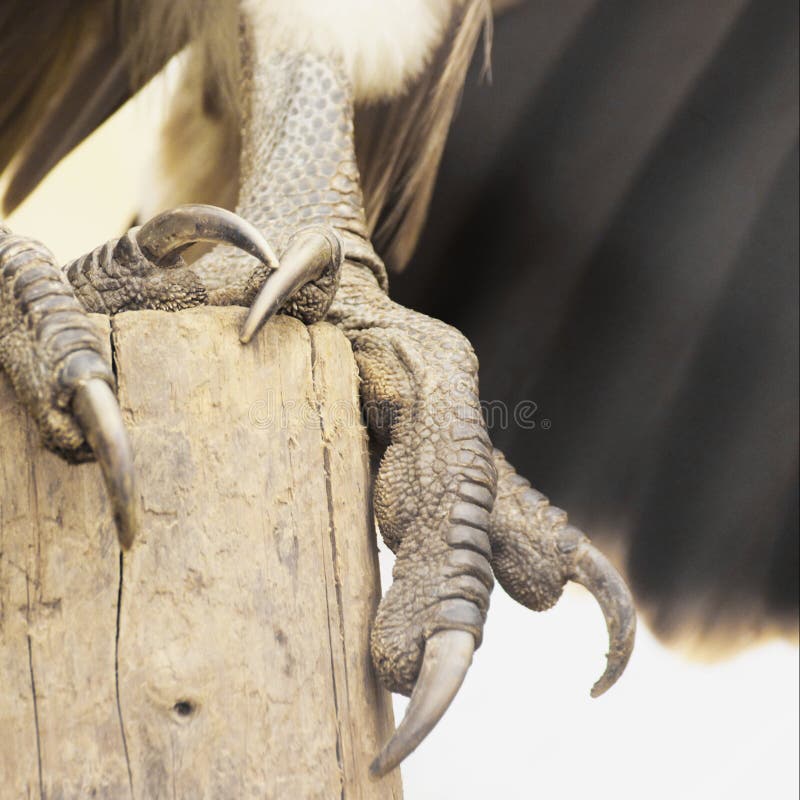Claws of an eagle stock image. Image of nature, noble - 27223907