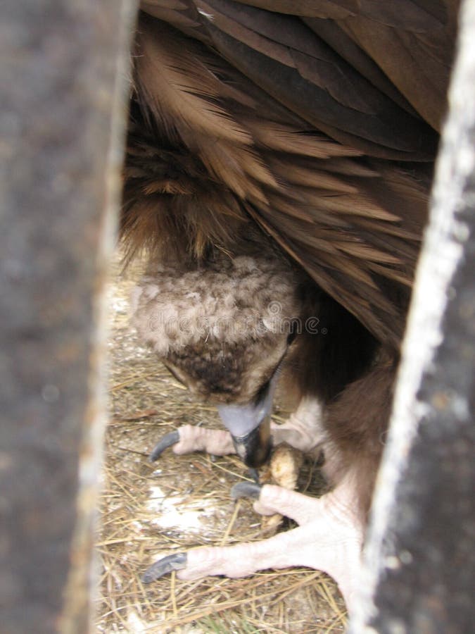 Claws of an eagle stock image. Image of nature, noble - 27223907