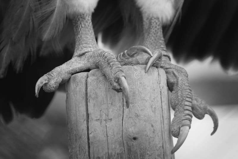 Claws of an eagle stock image. Image of nature, noble - 27223907