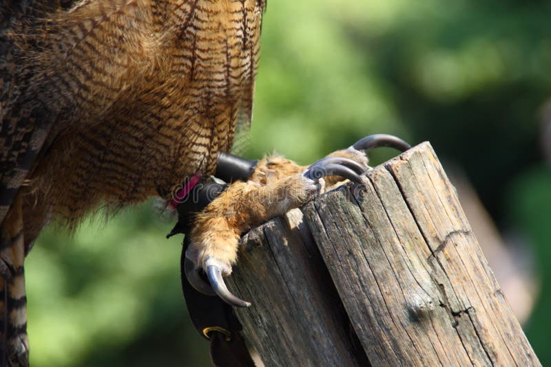 Claws of the hawk stock photo. Image of feathers, hunting - 78862536