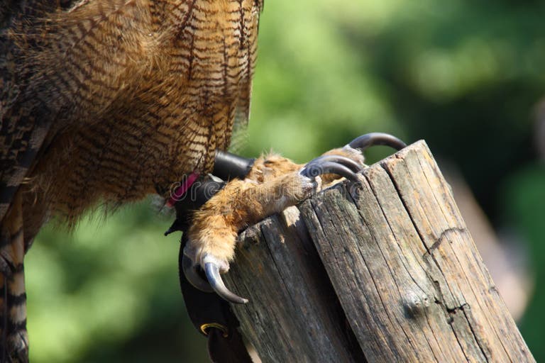 Claws of the hawk stock photo. Image of feathers, hunting - 78862536