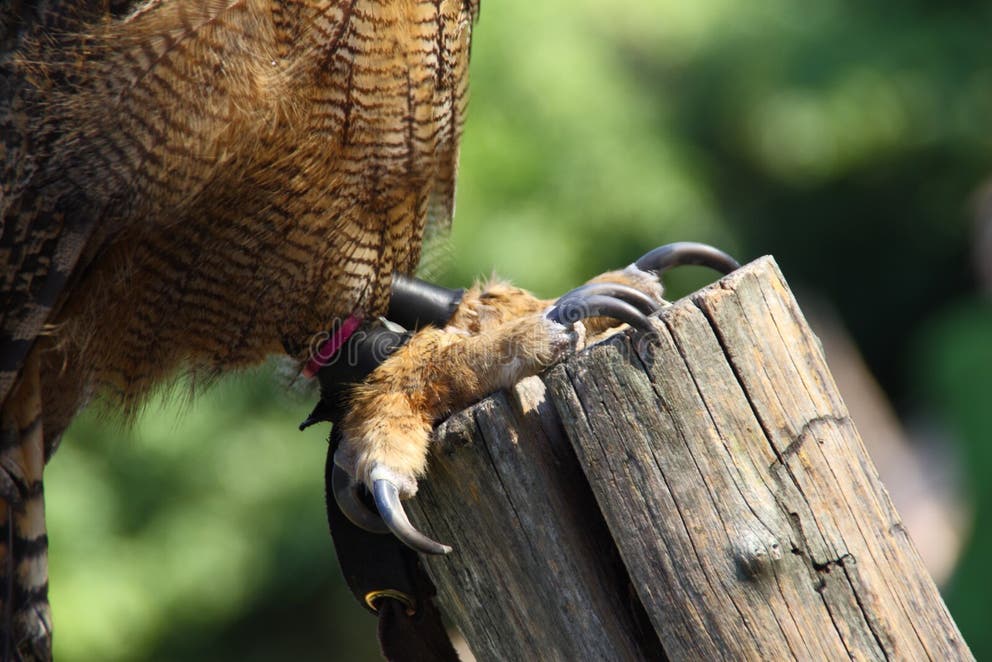Claws of the hawk stock photo. Image of feathers, hunting - 78862536