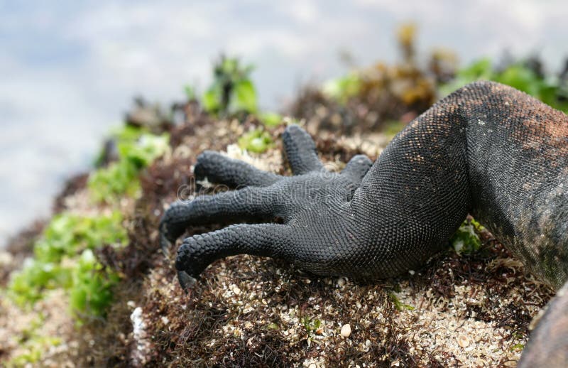 Claws Of A Marine Iguana Picture. Image: 6402993