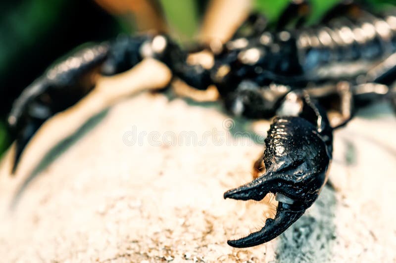 Claws of the Royal Scorpion Stock Photo - Image of organism, black ...