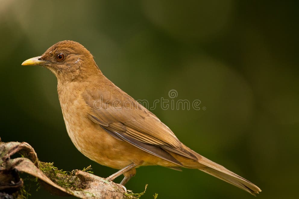 Clay Colorred Robin stock photo. Image of rica, yiguirro - 28255924