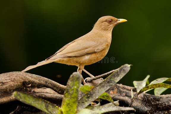 Clay Colorred Thrush stock photo. Image of national, claycolored - 28255882