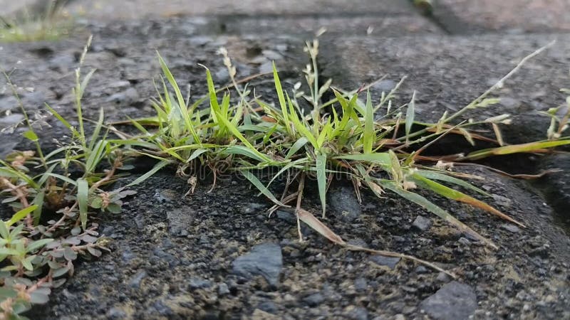 Clay Grass Growing on Paving Stock Video - Video of pavement, outdoors ...