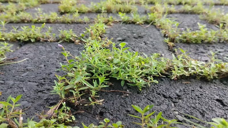 Clay Grass Growing on Paving Stock Footage - Video of plant, garden ...
