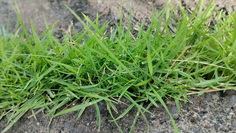 Clay Grass Growing on Paving Stock Video - Video of floor, nature ...