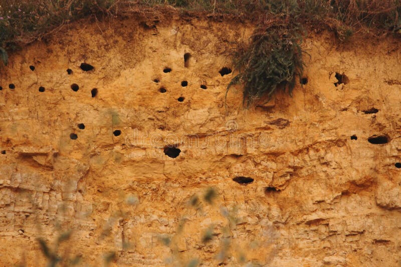 The Clay Hill with the Nests Stock Image - Image of help, adventure ...