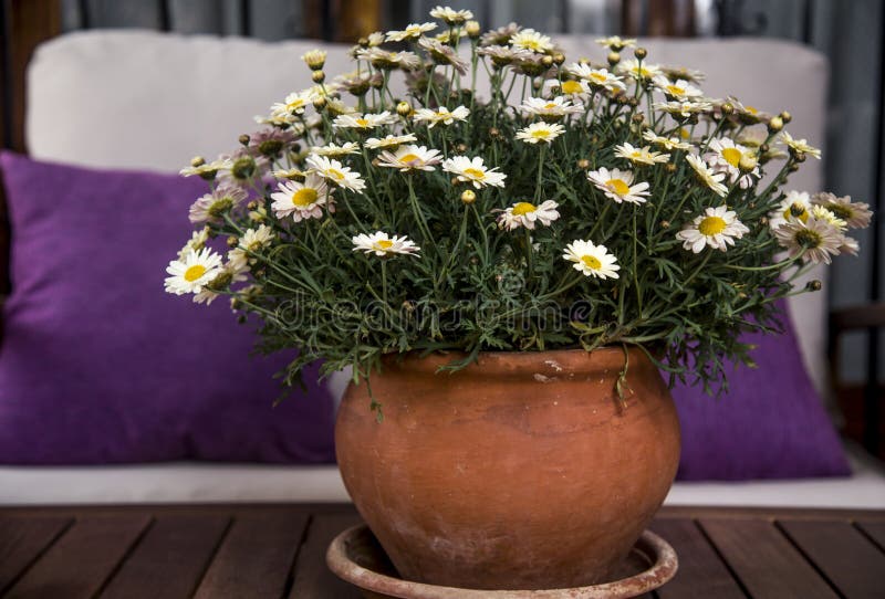 Clay Pot with Daisies As Rustic Decoration Stock Image - Image of flora ...