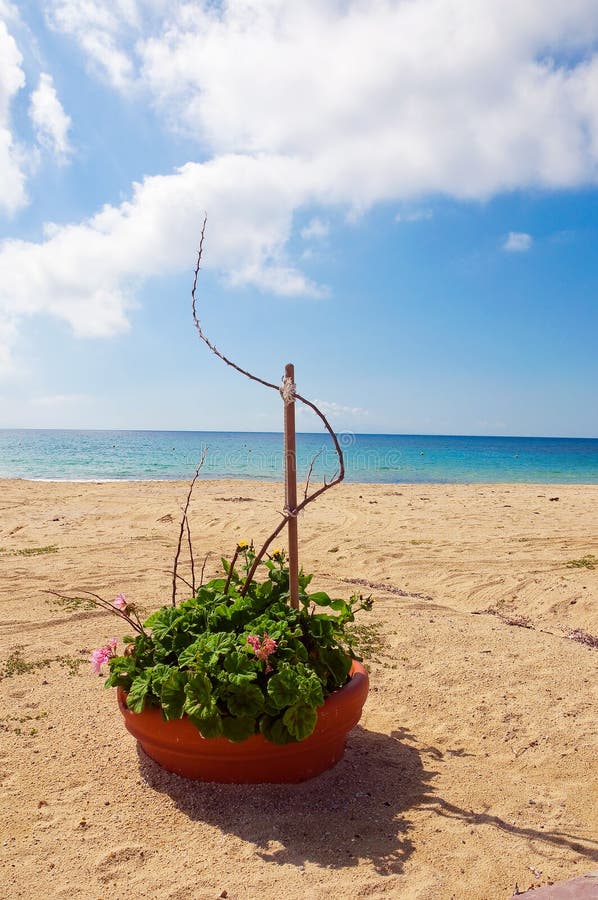A Clay Pot with a Flower on the Sandy Beach. Stock Photo - Image of ...