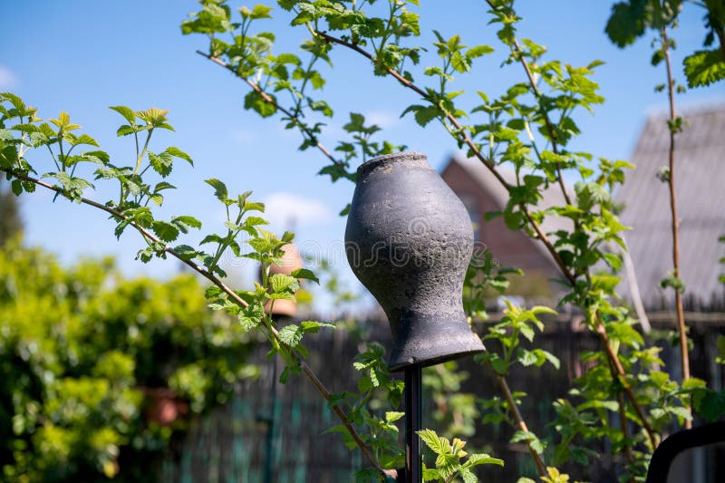A Clay Pot Hangs on a Fence in Spring. Raspberry Bushes Near the Fence ...