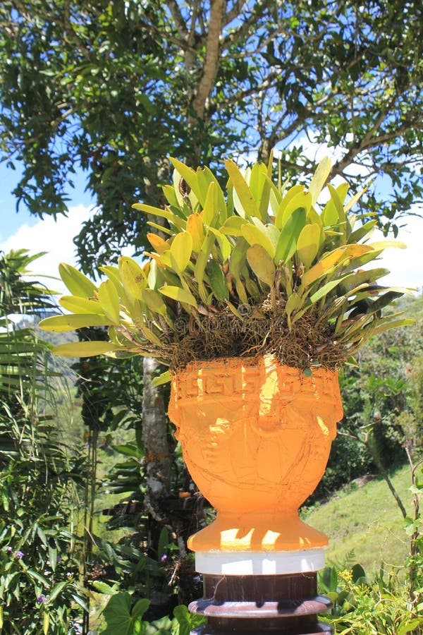 Clay Pot with Large Leaves Plant Stock Image - Image of leaf, grass ...