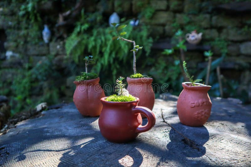 Clay Pots with Bonsai Tree in Garden Stock Photo - Image of fresh ...