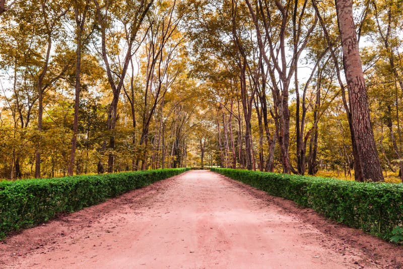 Clay road stock image. Image of grass, high, park, glass - 28909719