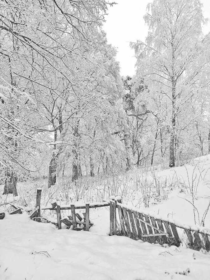 Winter Landscape , Village Soft , Fresh , Snow , Frost , Trees Stock ...