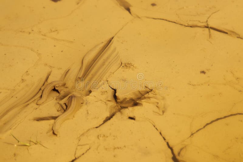 Clay yellow mud in a field stock photo. Image of forest - 183928836