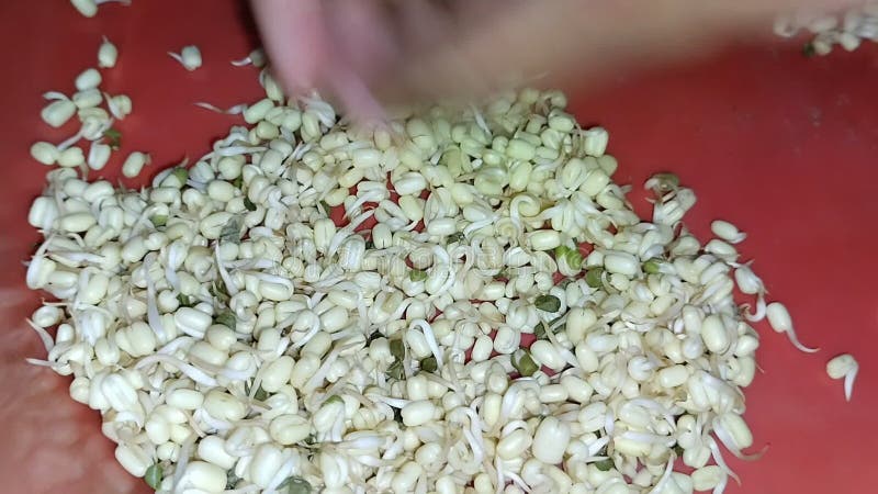 Clean the Bean Sprout Skin before Processing Stock Video - Video of ...