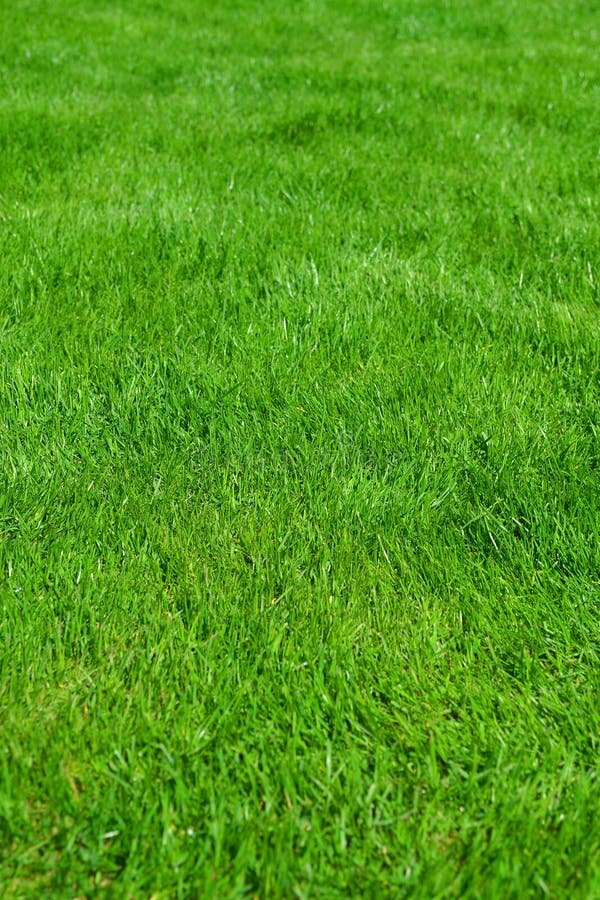Clean Beautiful Background Green Grass. Stock Image - Image of front ...